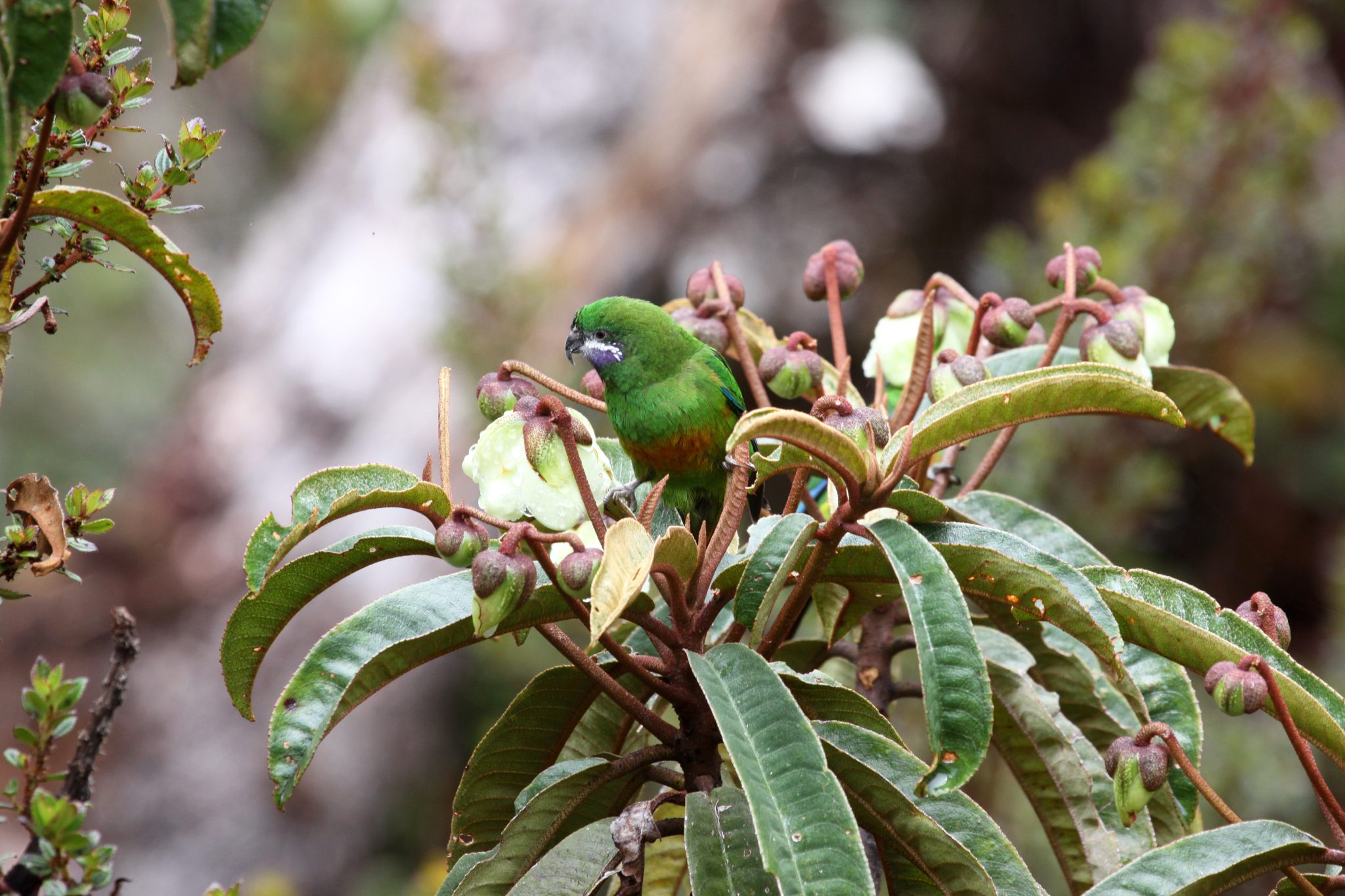 Birding Indonesia – Tours of The Fabulous Biodiversity