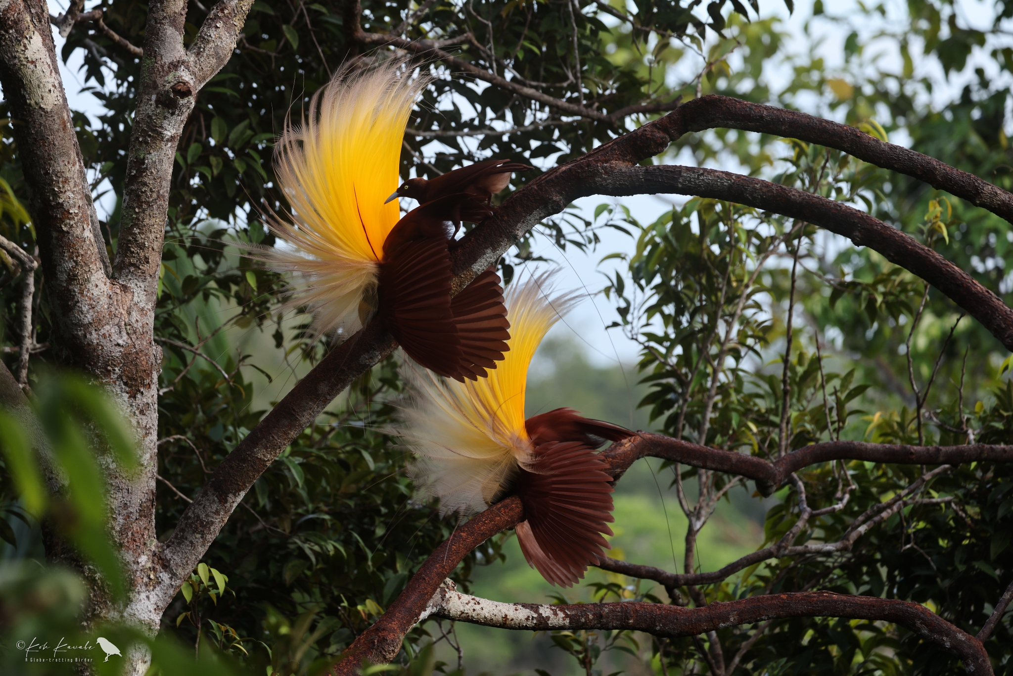 Greater and King BoP Photo trip – Birding Indonesia