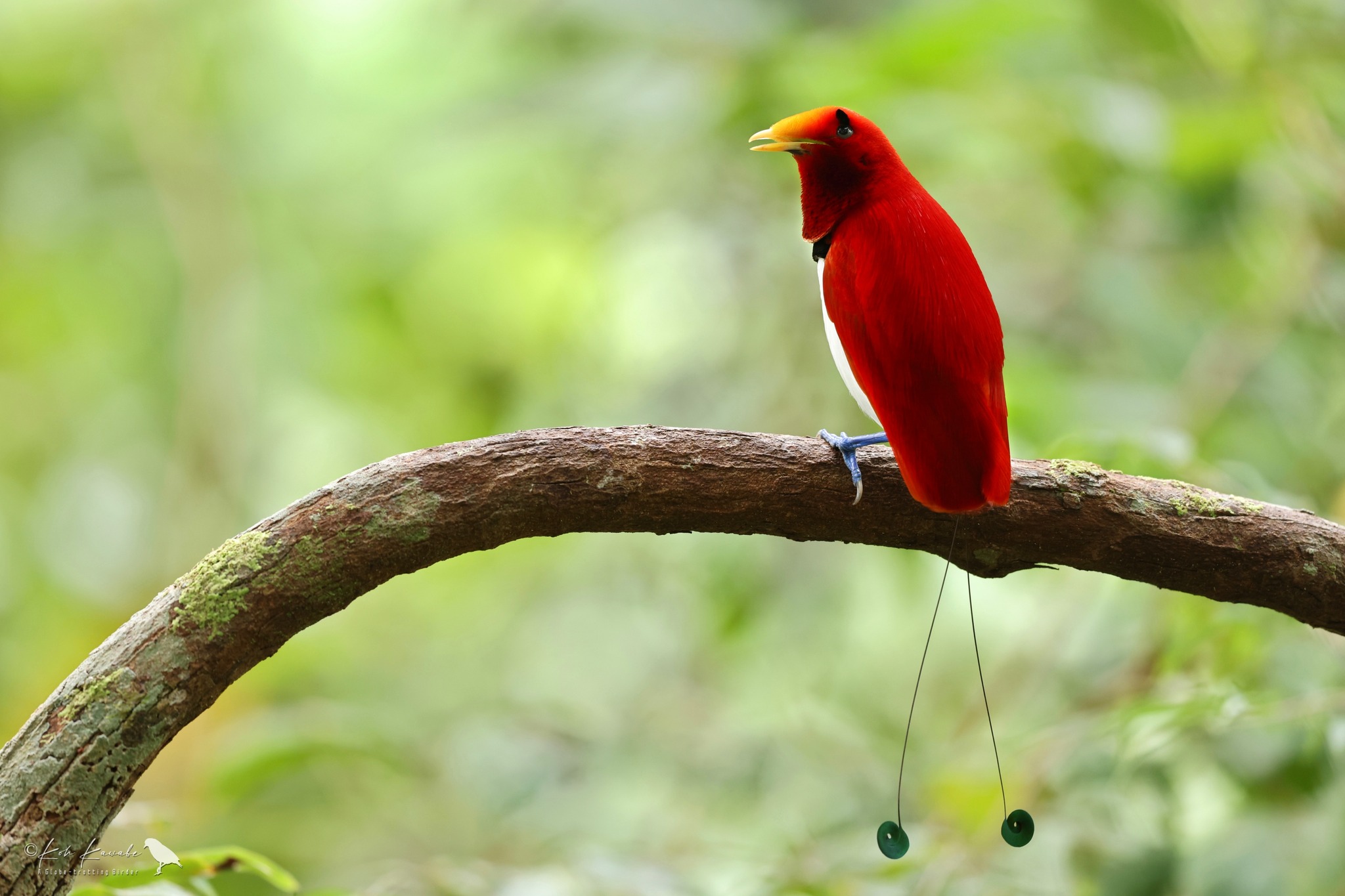 Greater and King BoP Photo trip – Birding Indonesia