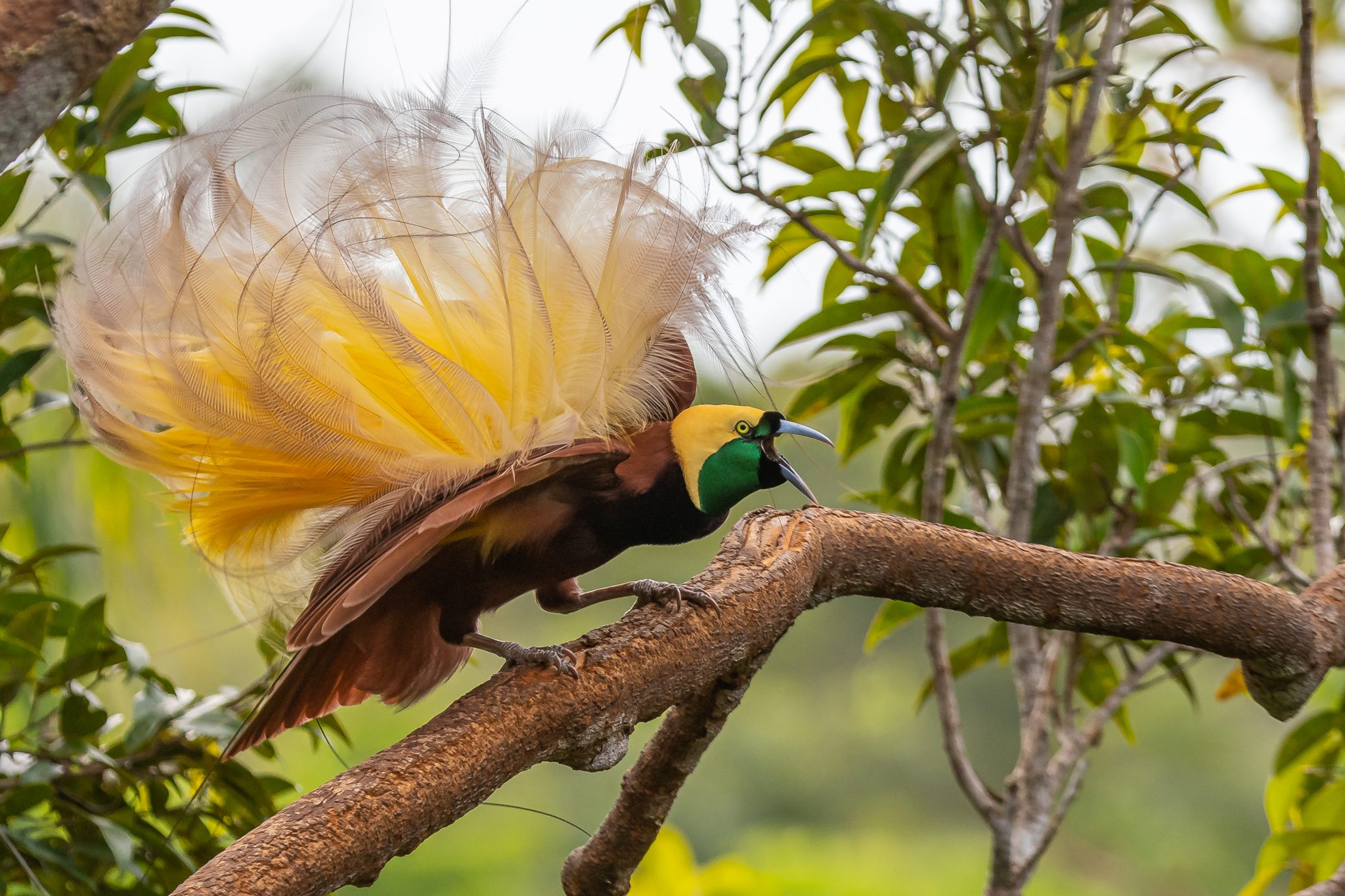 Birding Indonesia – Tours of The Fabulous Biodiversity