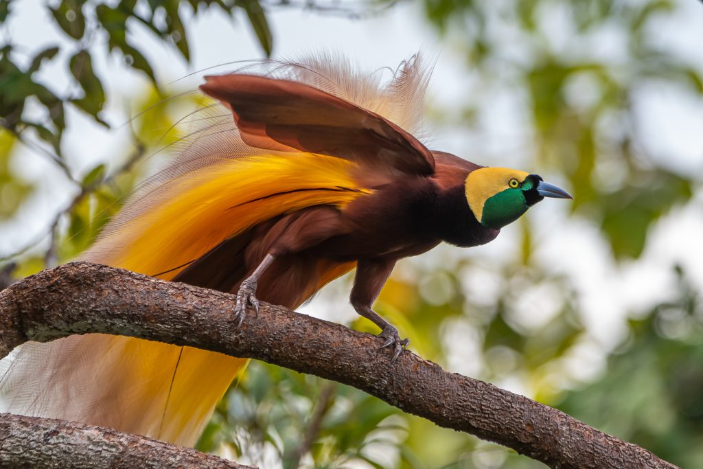 Birding Indonesia Joining Asian Bird Fair – Birding Indonesia